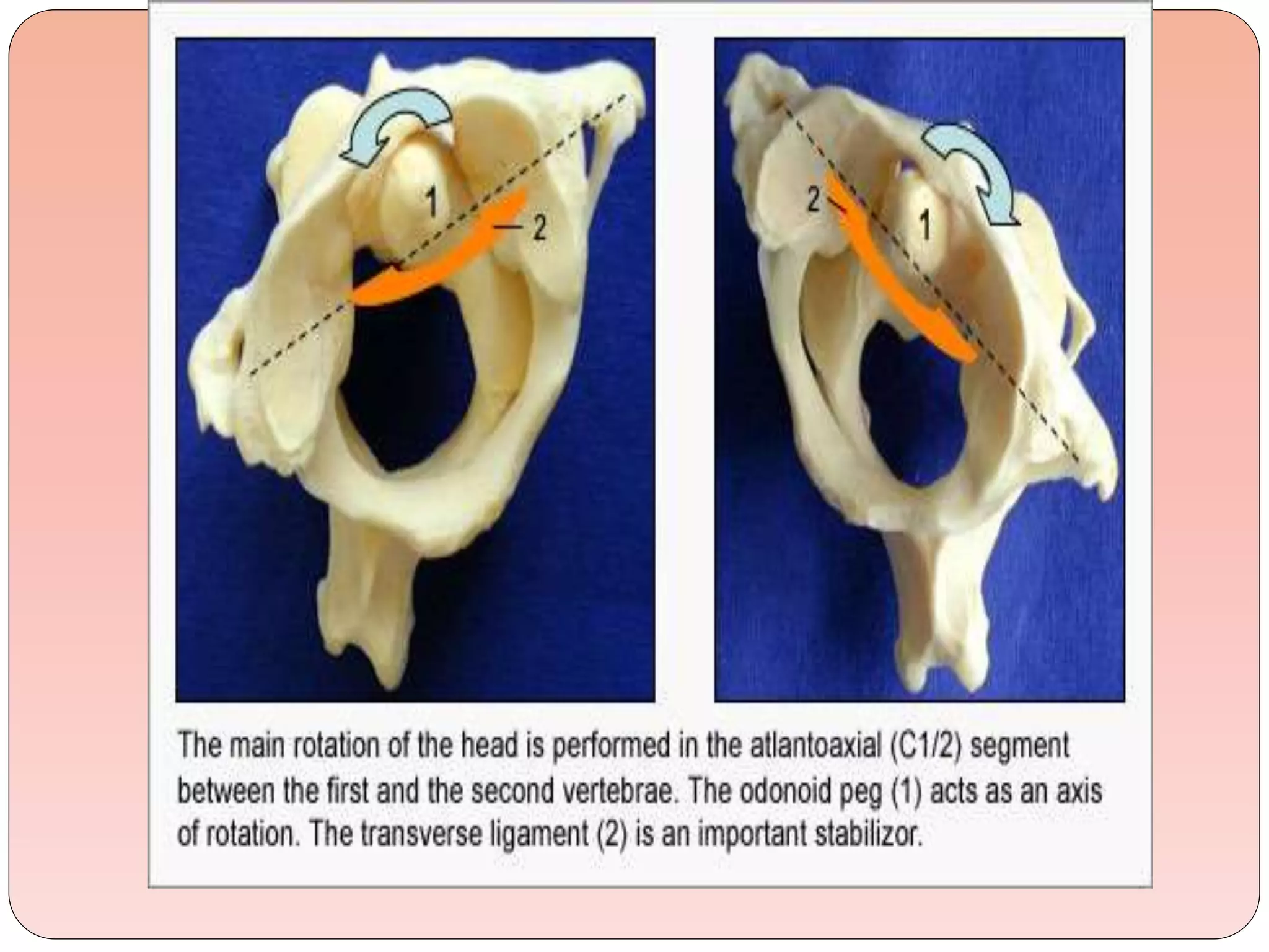 Biomechanics of the cervical spine. ppt (3) | PPTX