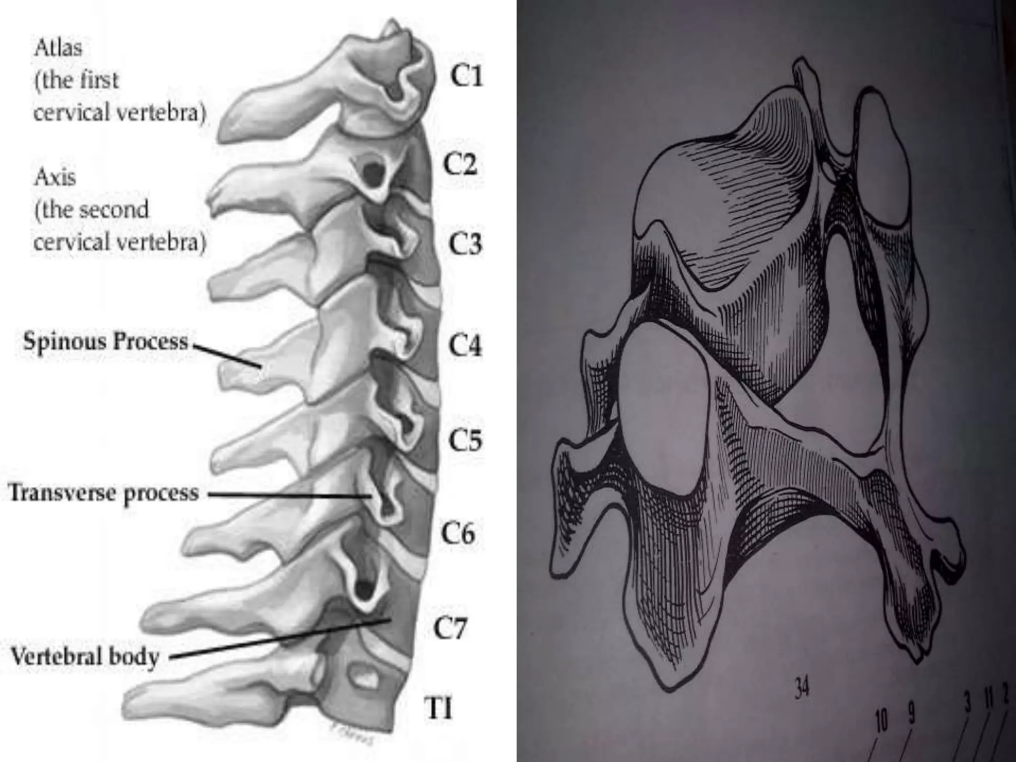 Biomechanics of the cervical spine. ppt (3) | PPTX