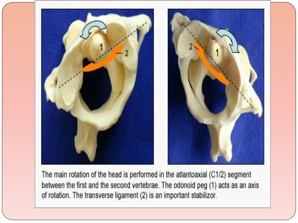 Biomechanics of the cervical spine. ppt (3)