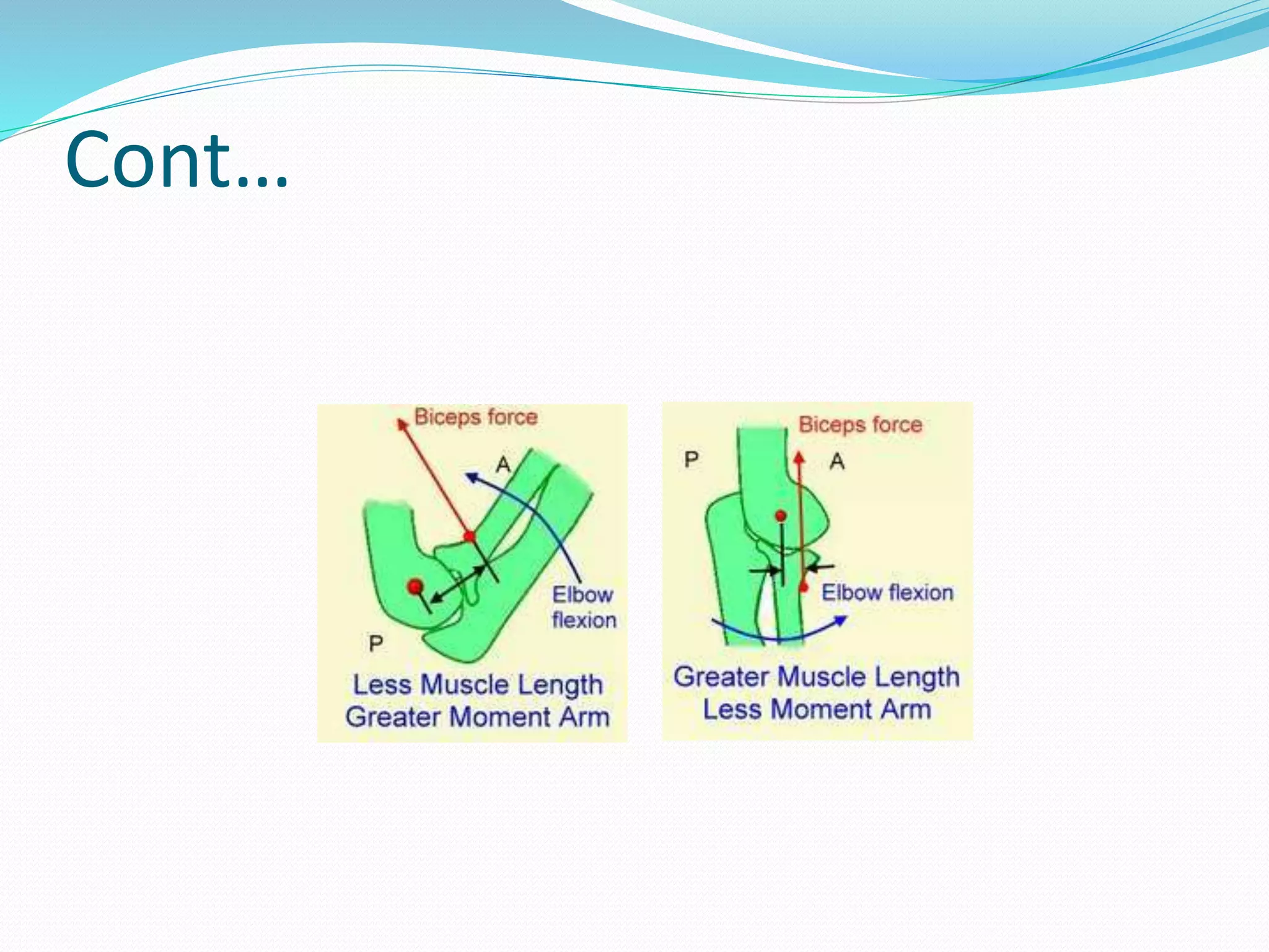 Bio-mechanics of the Elbow Joint | PPTX