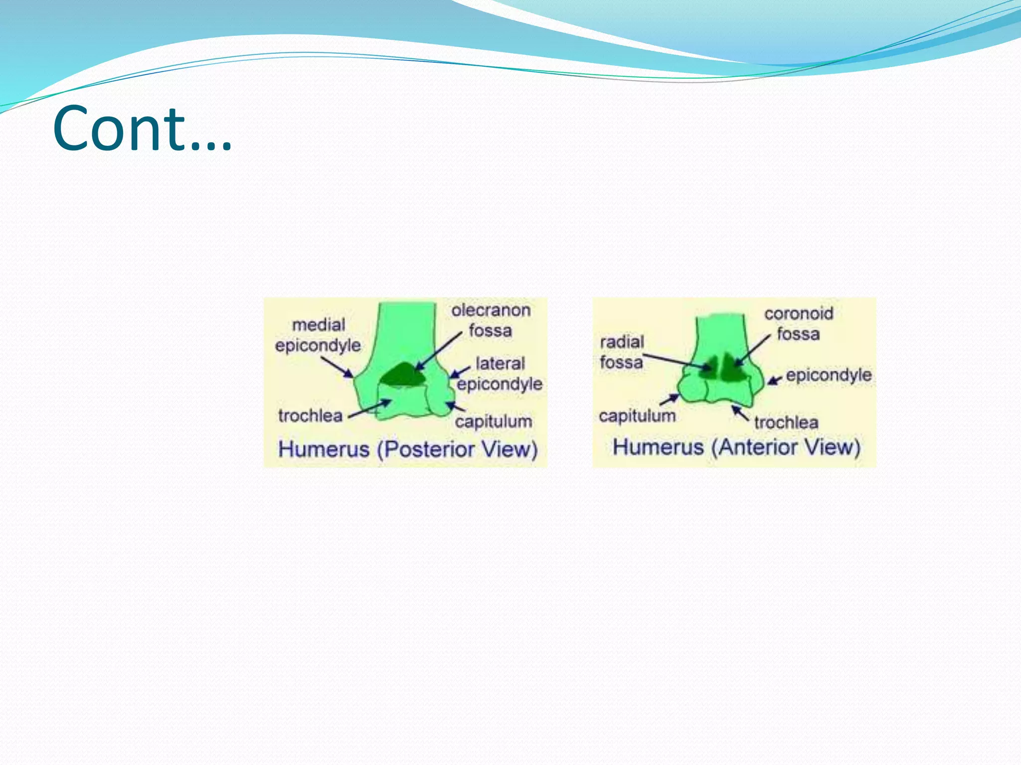 Bio-mechanics of the Elbow Joint | PPTX