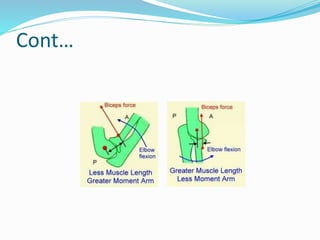Bio-mechanics of the Elbow Joint | PPTX