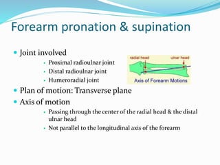 Bio-mechanics of the Elbow Joint | PPTX