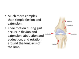 Biomechanics of the hip and knee joint | PPT