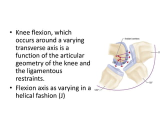 Biomechanics of the hip and knee joint | PPT