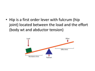 Biomechanics of the hip and knee joint | PPT