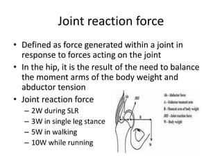 Biomechanics of the hip and knee joint | PPT