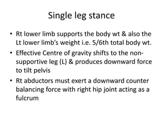 Biomechanics of the hip and knee joint | PPT