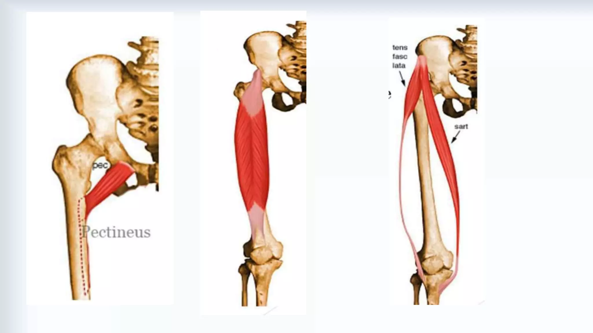 Biomechanics of the Hip Joint | PDF