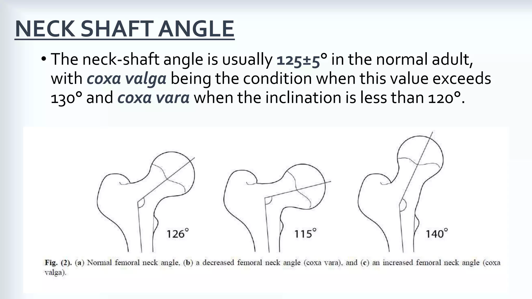 Biomechanics of the Hip Joint | PDF