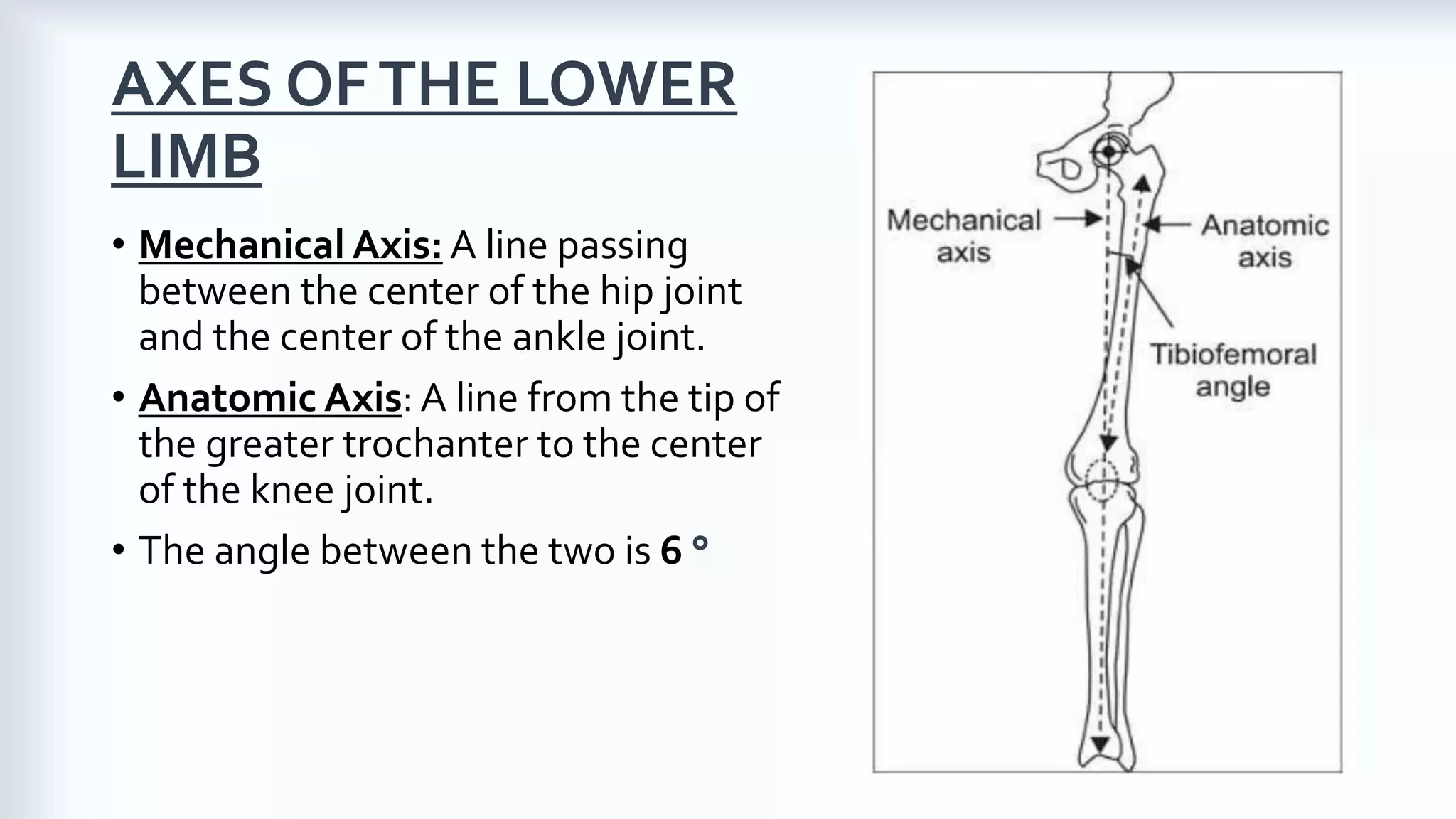 Biomechanics of the Hip Joint | PDF