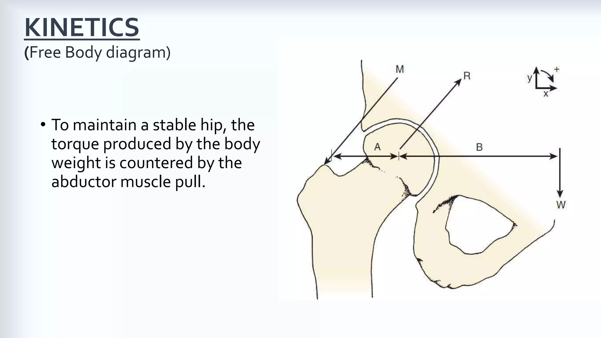 Biomechanics of the Hip Joint | PDF
