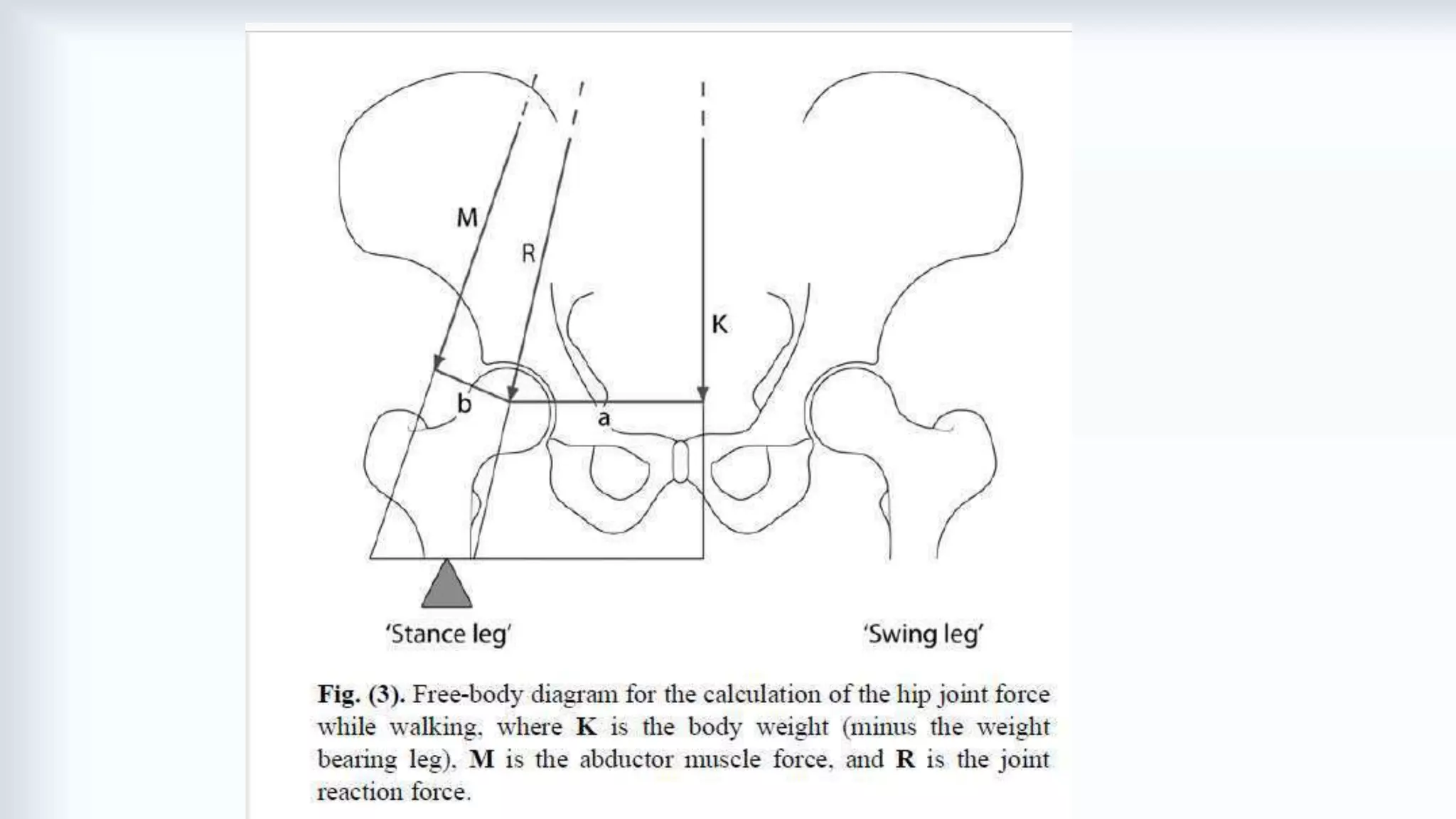 Biomechanics of the Hip Joint | PDF