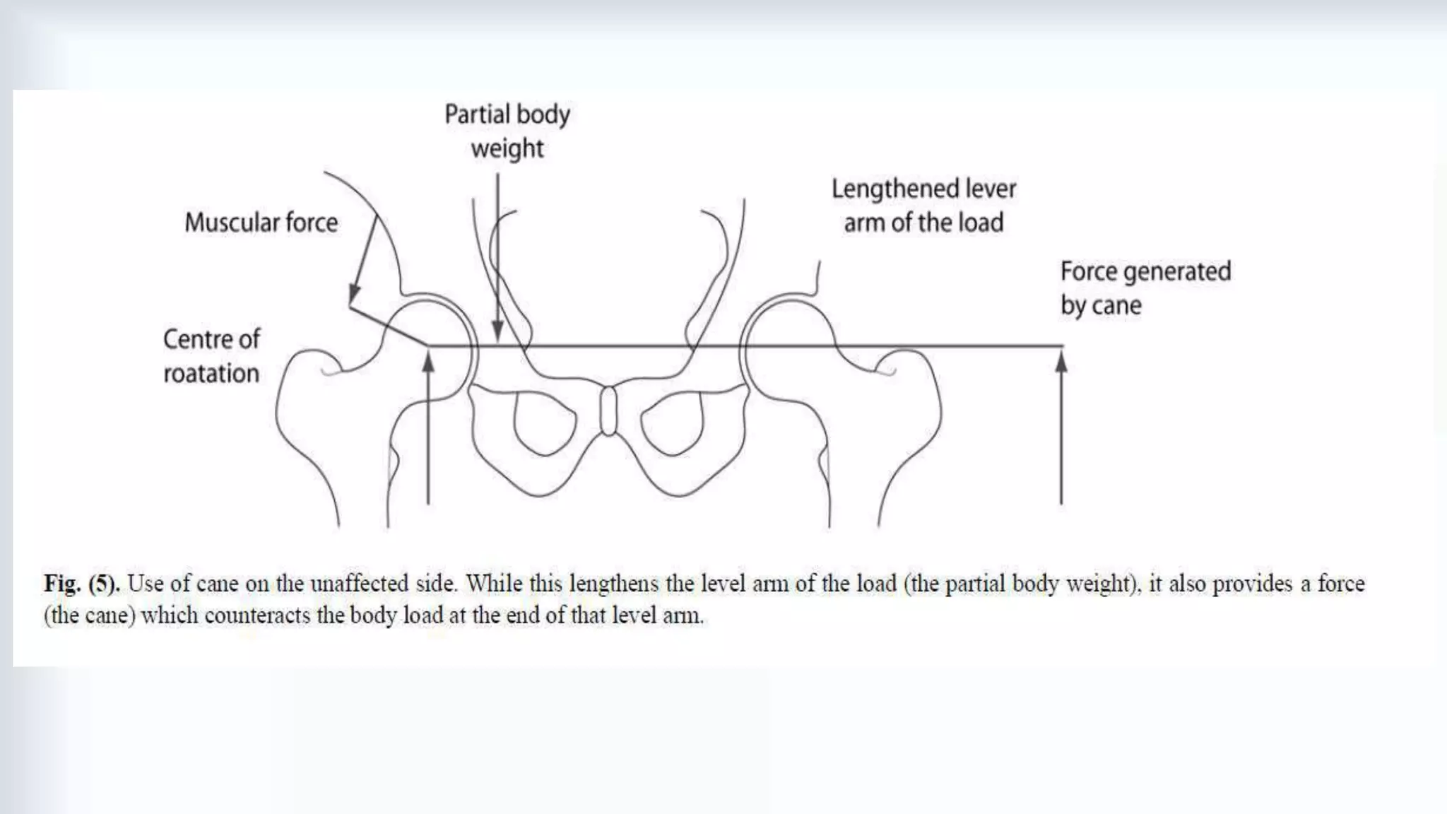 Biomechanics of the Hip Joint | PDF