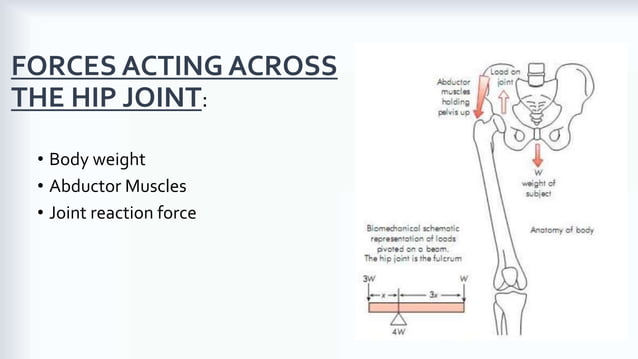 Biomechanics of the Hip Joint | PDF