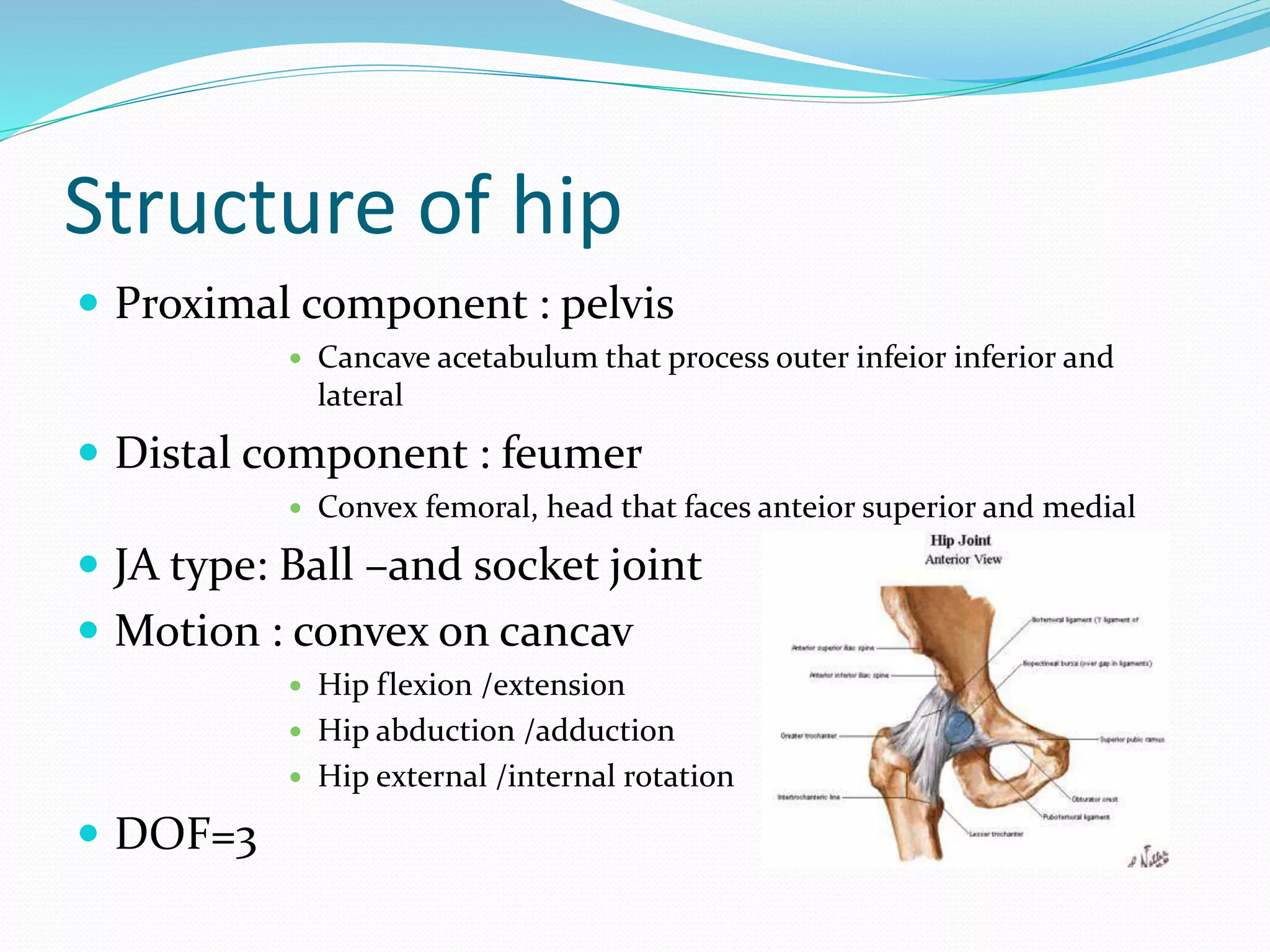 Bio-mechanics of the hip joint | PPTX