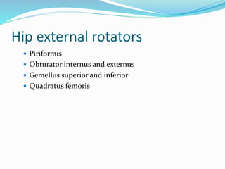 Bio-mechanics of the hip joint | PPTX