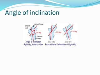 Bio-mechanics of the hip joint | PPTX