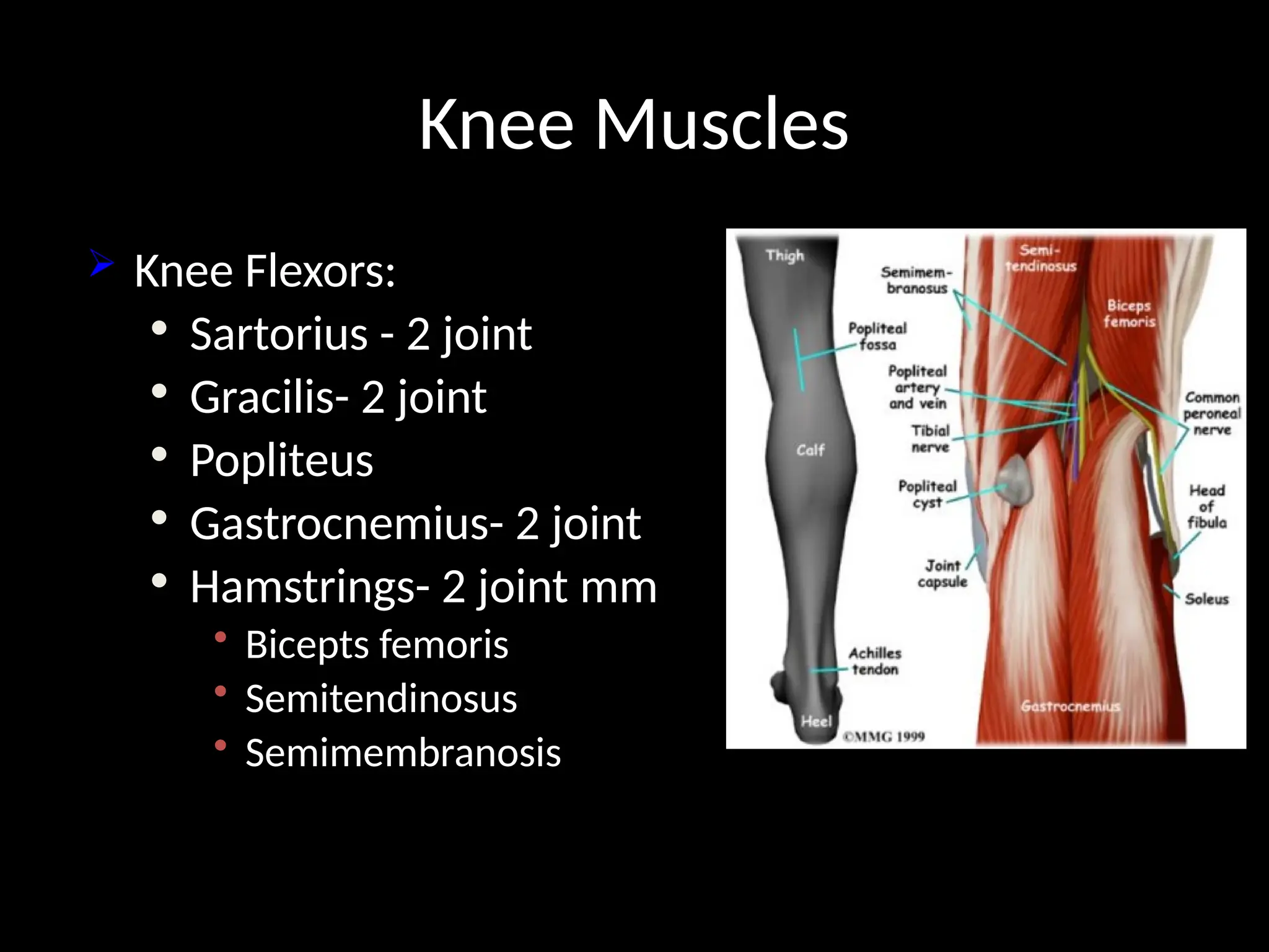 BIOMECHANICS OF THE KNEE JOINT.pptx and detailed information | PPT