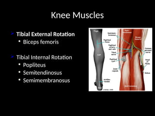 BIOMECHANICS OF THE KNEE JOINT.pptx and detailed information | PPT