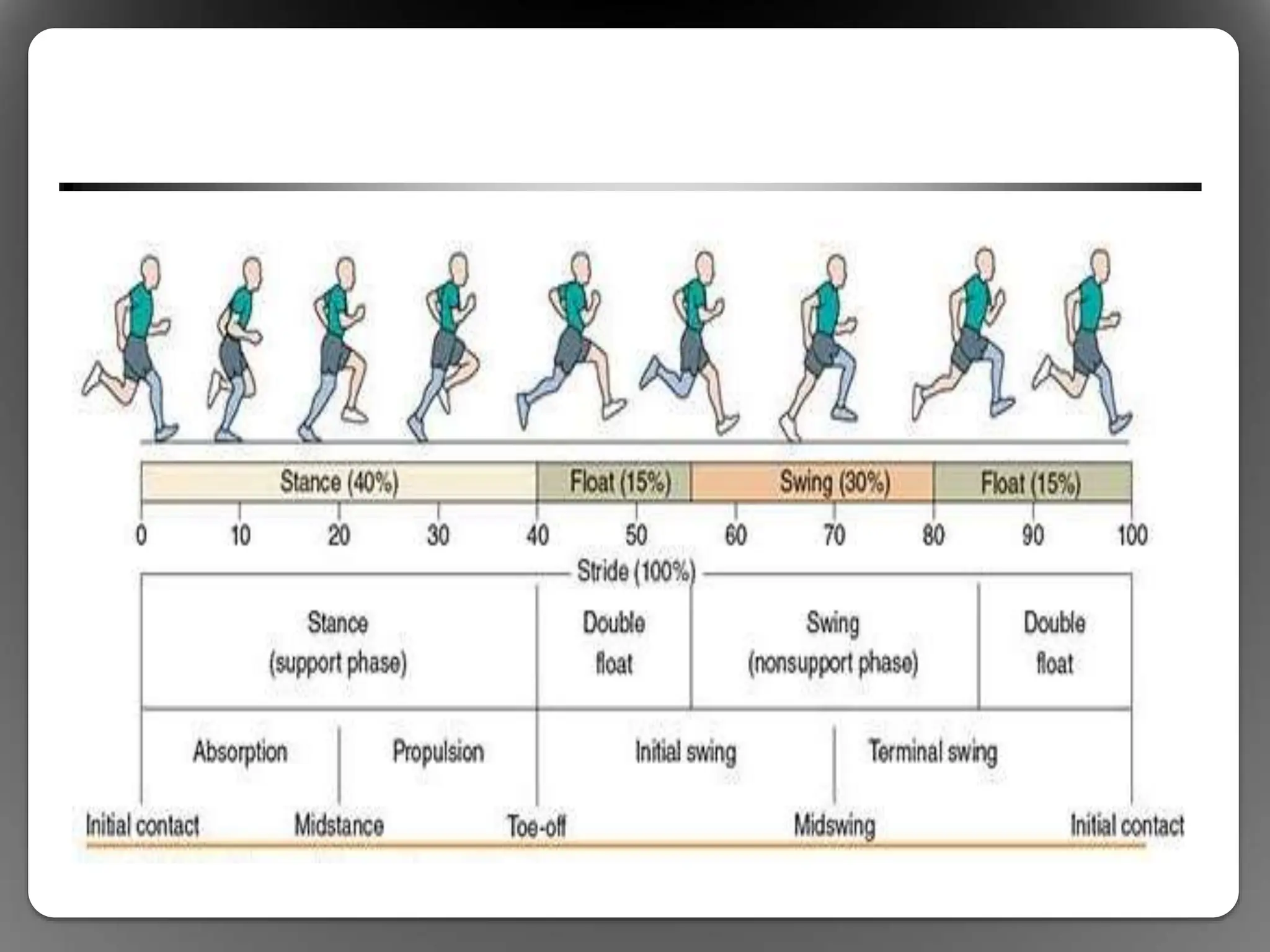 Biomechanics of the running gait.ppt