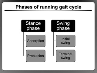 Biomechanics of the running gait.ppt