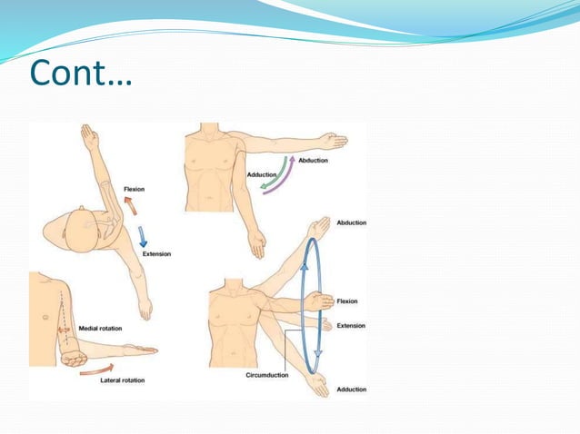 Biomechanics of the shoulder | PPTX | Death, Injury, or Military ...