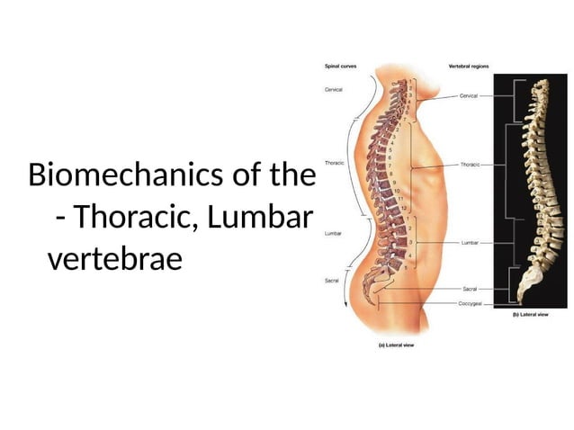 Biomechanics of the Vertebral Column.pptx