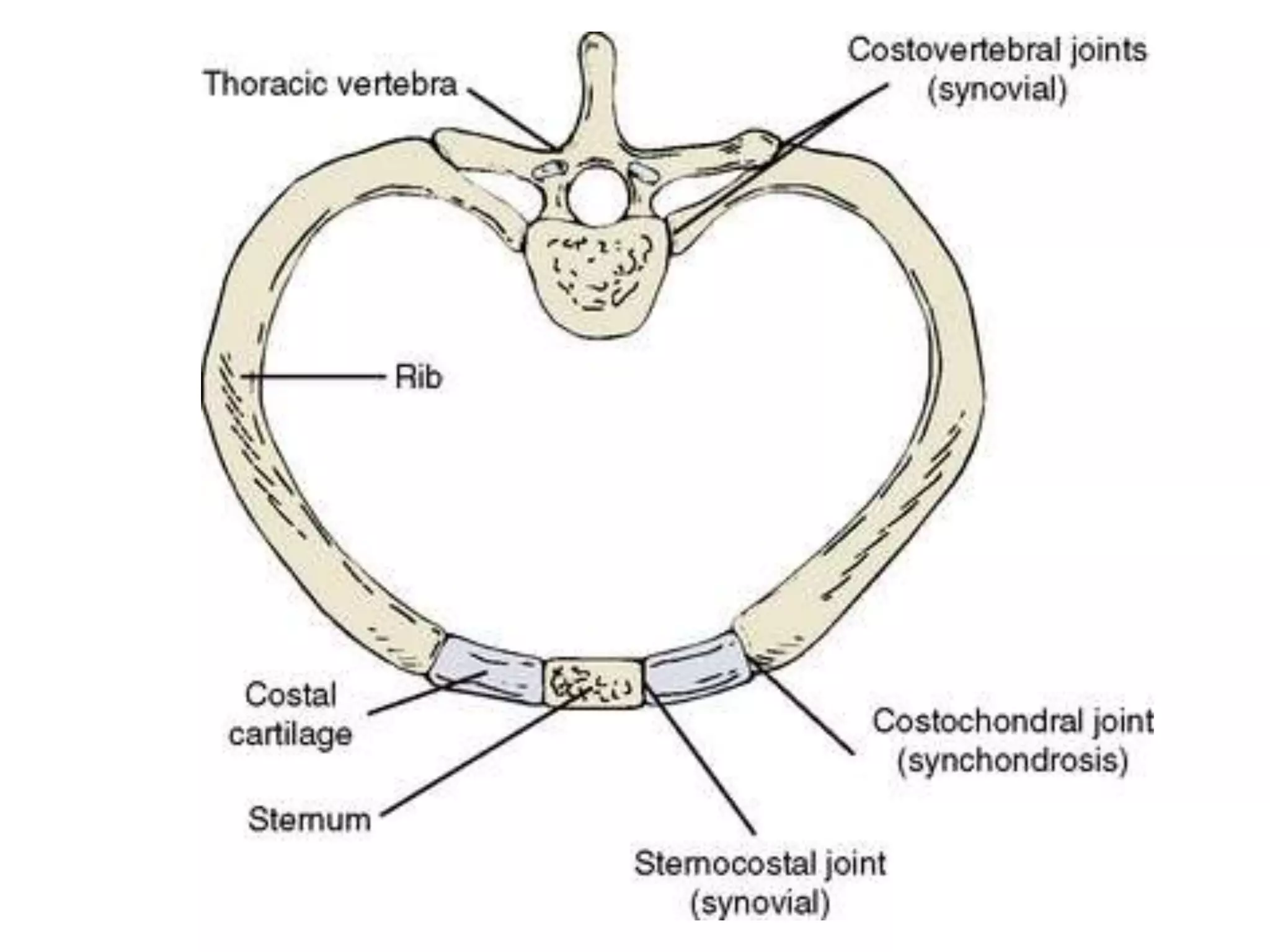Biomechanics of thoracic spine ppt | PPT