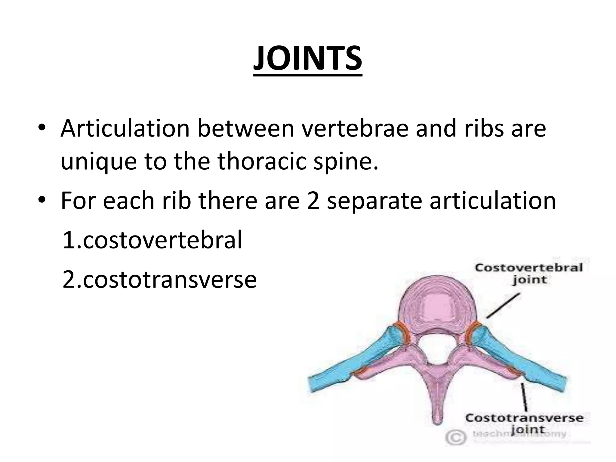 Biomechanics of thoracic spine ppt @Dr.Muskan Rastogi (PT) BPT,MPT(OBG ...