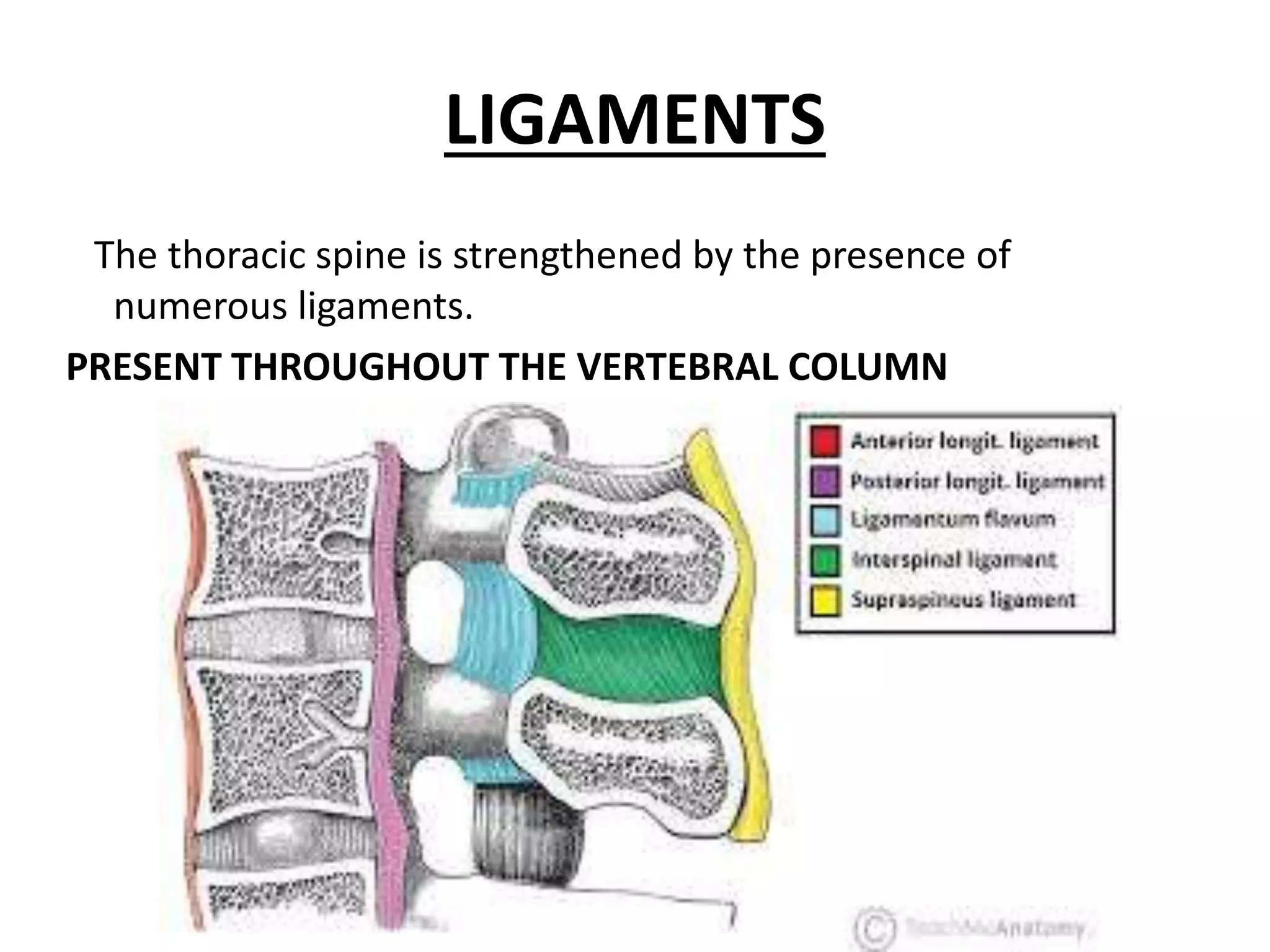 Biomechanics of thoracic spine ppt @Dr.Muskan Rastogi (PT) BPT,MPT(OBG ...