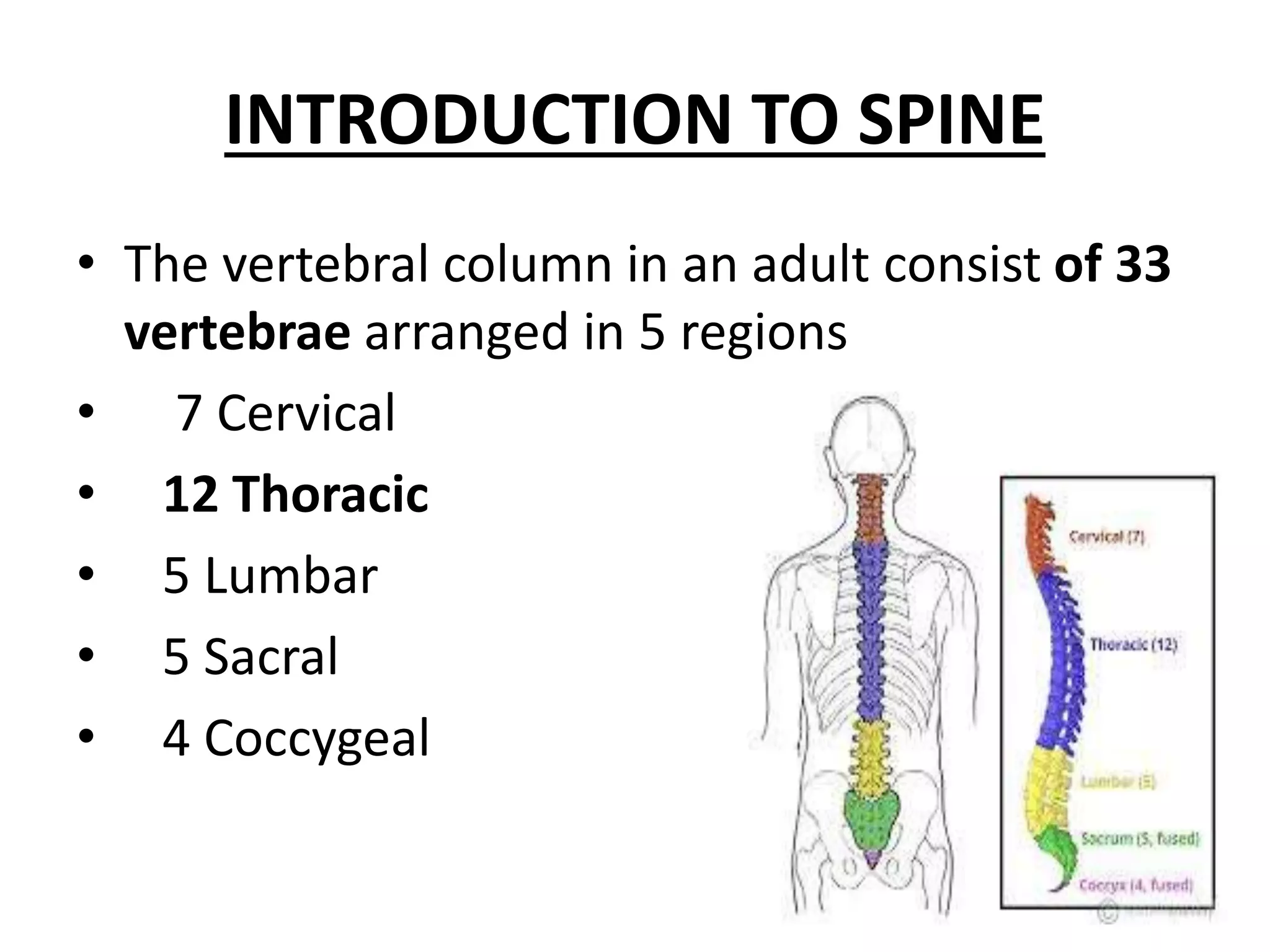 Biomechanics of thoracic spine ppt @Dr.Muskan Rastogi (PT) BPT,MPT(OBG ...