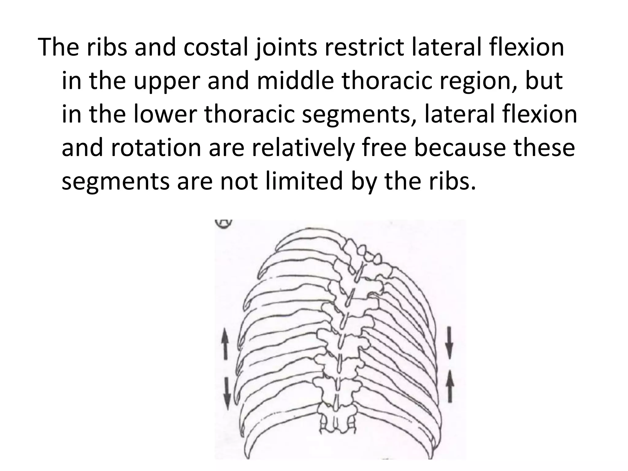 Biomechanics of thoracic spine ppt @Dr.Muskan Rastogi (PT) BPT,MPT(OBG ...
