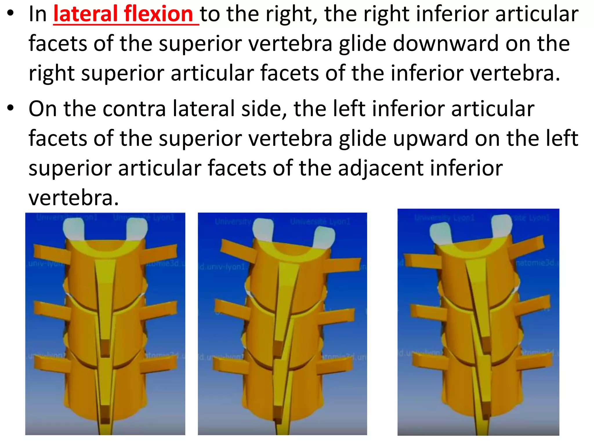 Biomechanics of thoracic spine ppt @Dr.Muskan Rastogi (PT) BPT,MPT(OBG ...