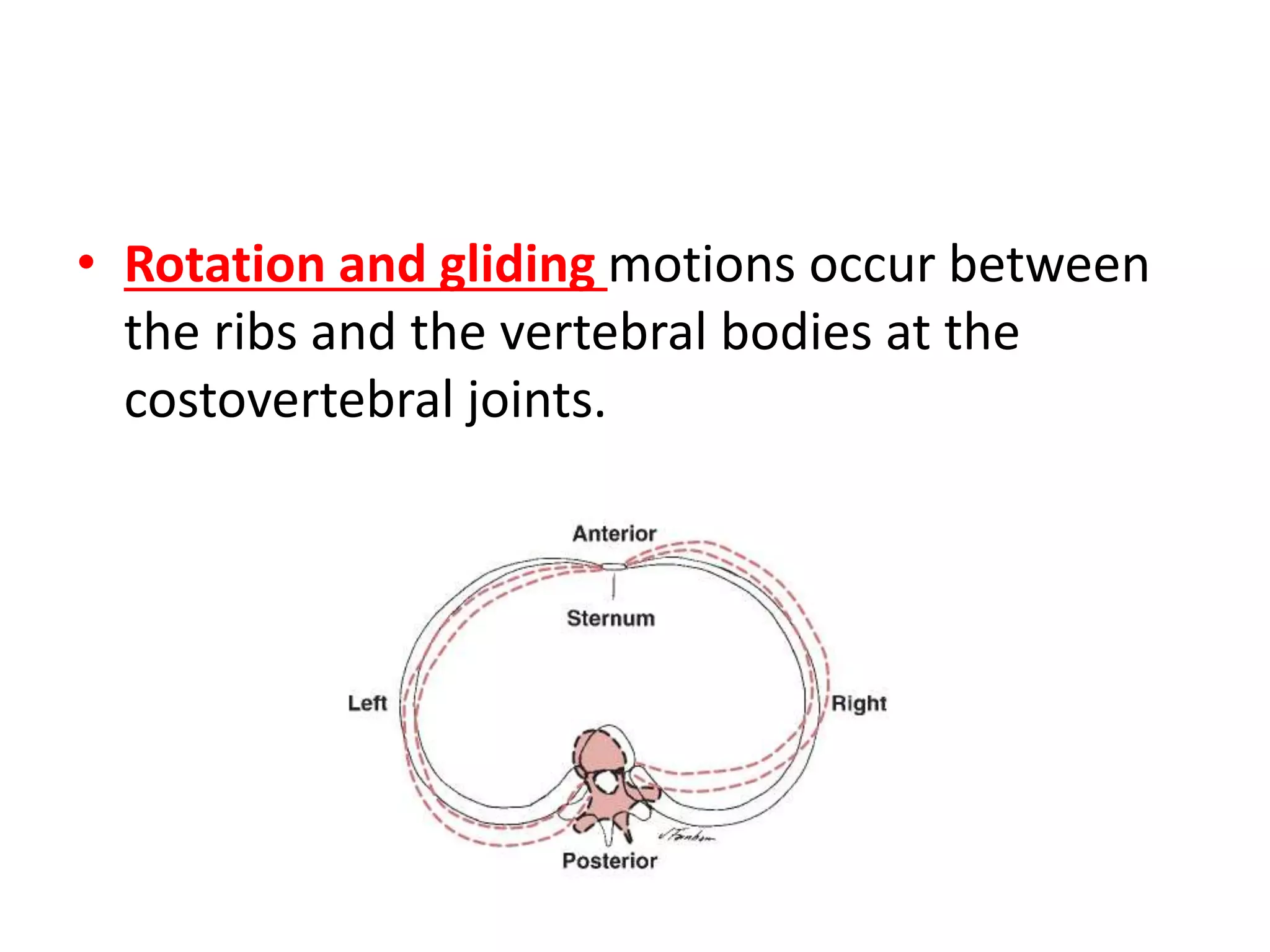 Biomechanics of thoracic spine ppt @Dr.Muskan Rastogi (PT) BPT,MPT(OBG ...
