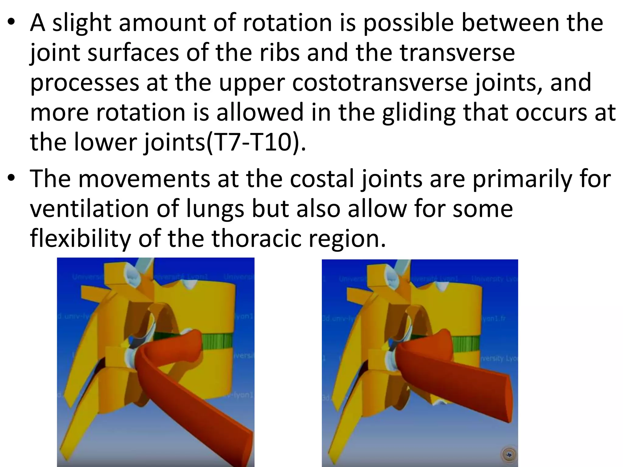 Biomechanics of thoracic spine ppt @Dr.Muskan Rastogi (PT) BPT,MPT(OBG ...