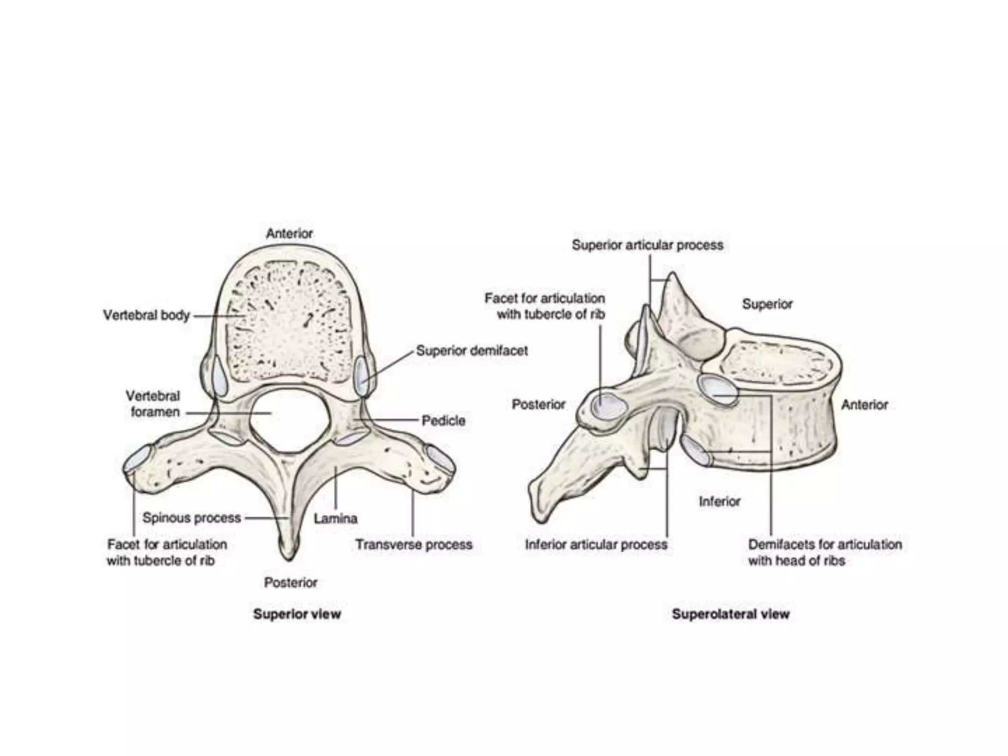 Biomechanics of thoracic spine ppt @Dr.Muskan Rastogi (PT) BPT,MPT(OBG ...