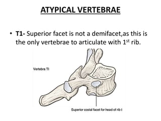 Biomechanics of thoracic spine ppt | PPT