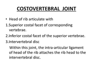 Biomechanics of thoracic spine ppt | PPT