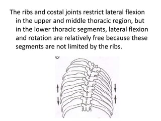 Biomechanics of thoracic spine ppt | PPT