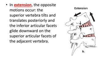 Biomechanics of thoracic spine ppt | PPT