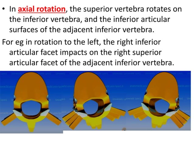 Biomechanics of thoracic spine ppt | PPT