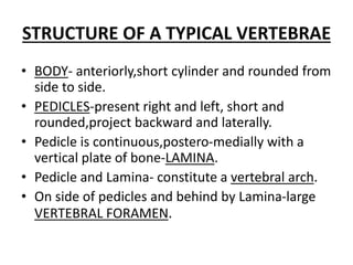 Biomechanics of thoracic spine ppt | PPT