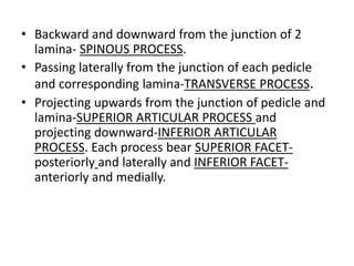 Biomechanics of thoracic spine ppt | PPT