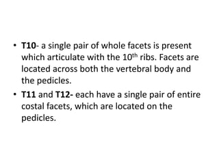 Biomechanics of thoracic spine ppt @Dr.Muskan Rastogi (PT) BPT,MPT(OBG ...