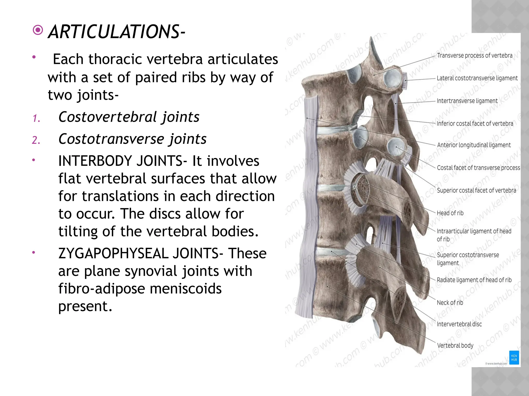 BIOMECHANICS OF THE THORACIC SPINE . pptx | PPTX