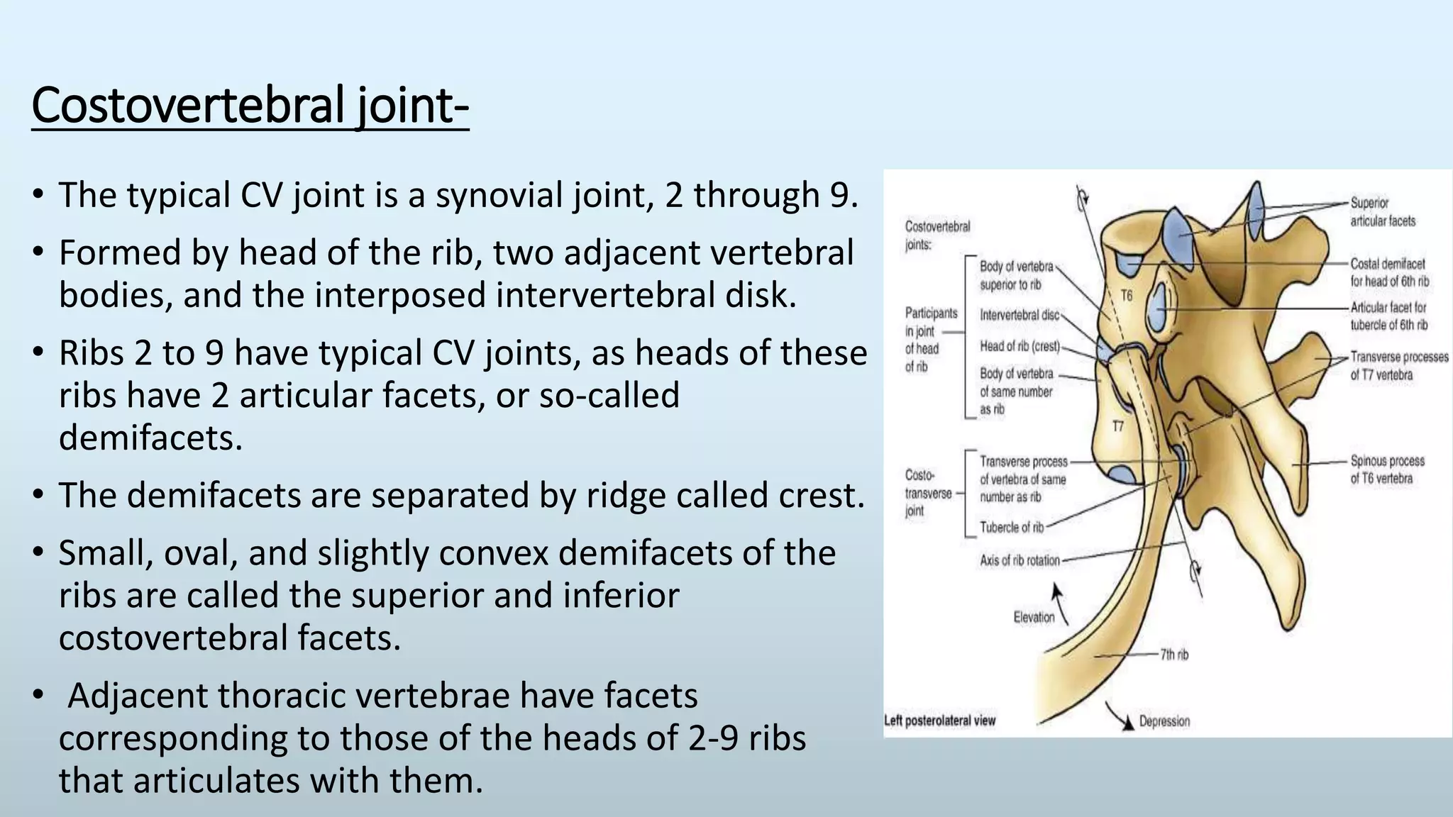Biomechanics of thorax | PPTX