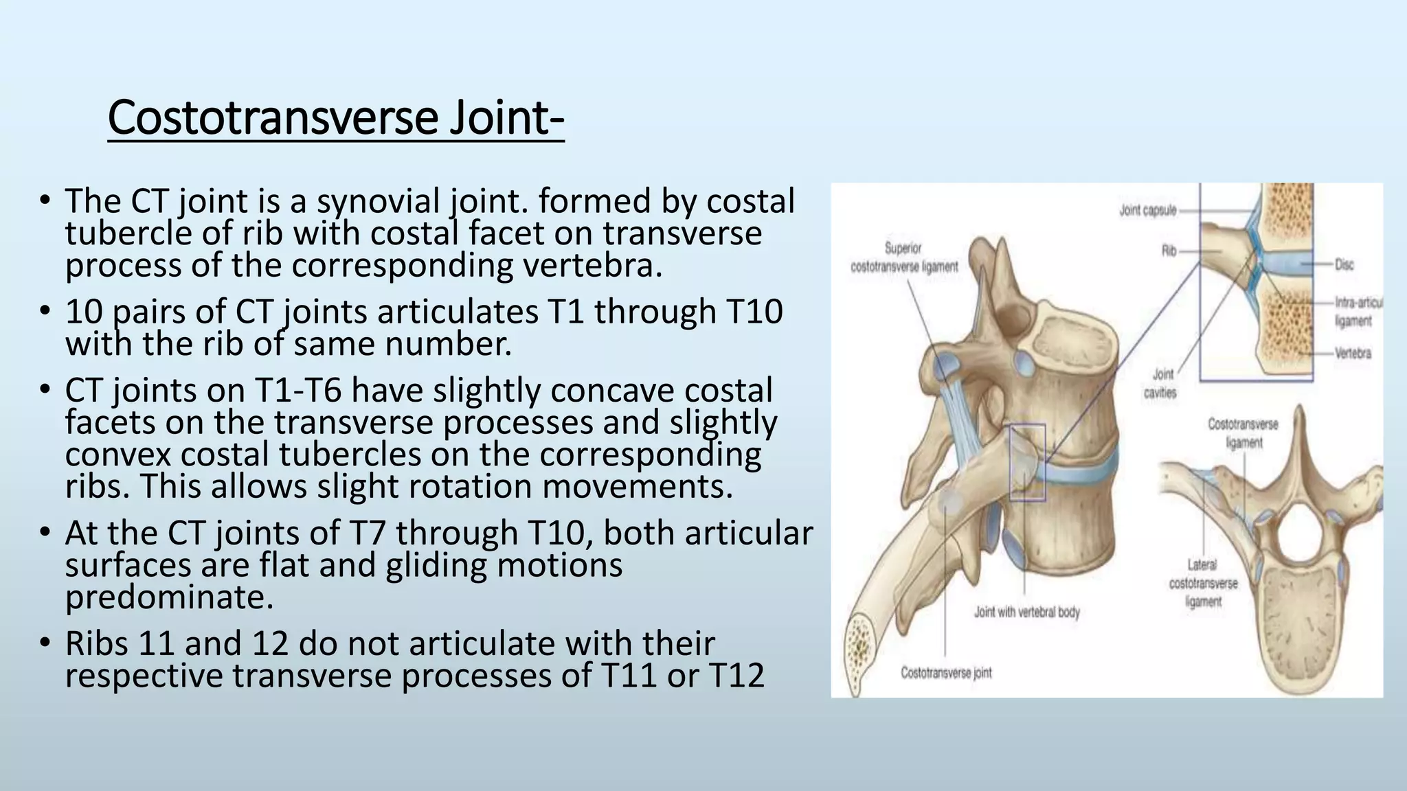 Biomechanics of thorax | PPTX