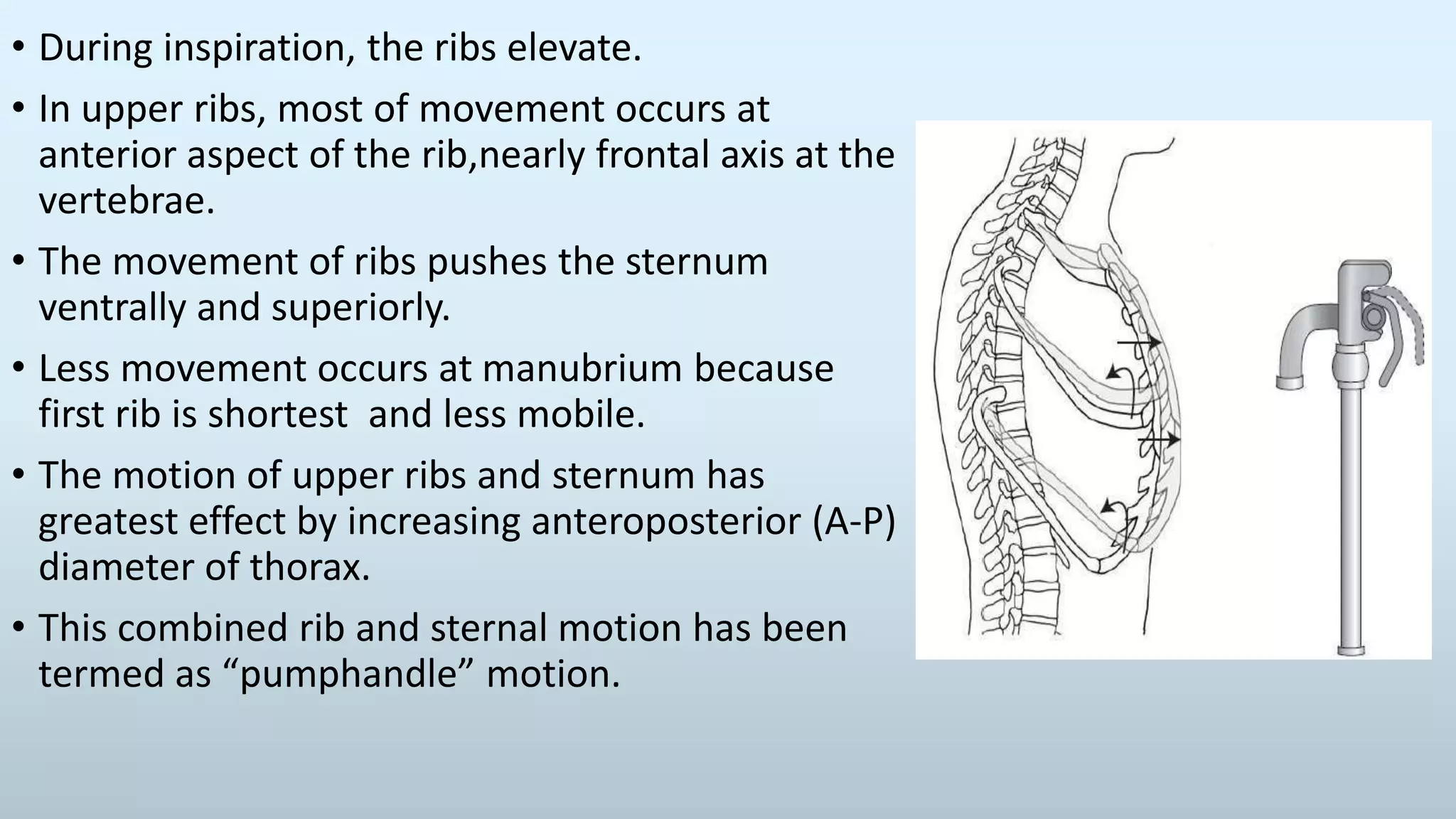 Biomechanics of thorax | PPTX