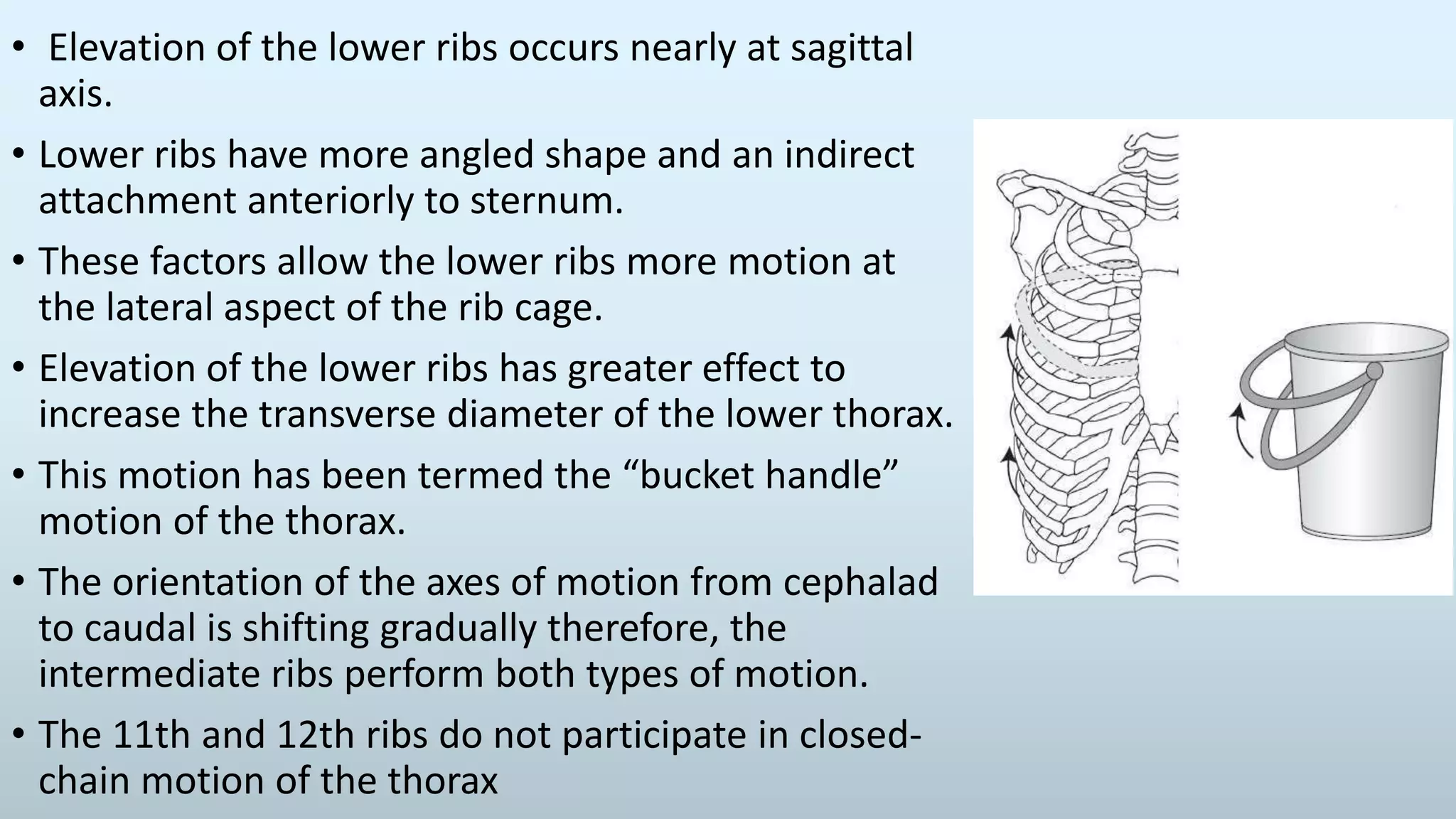Biomechanics of thorax | PPTX
